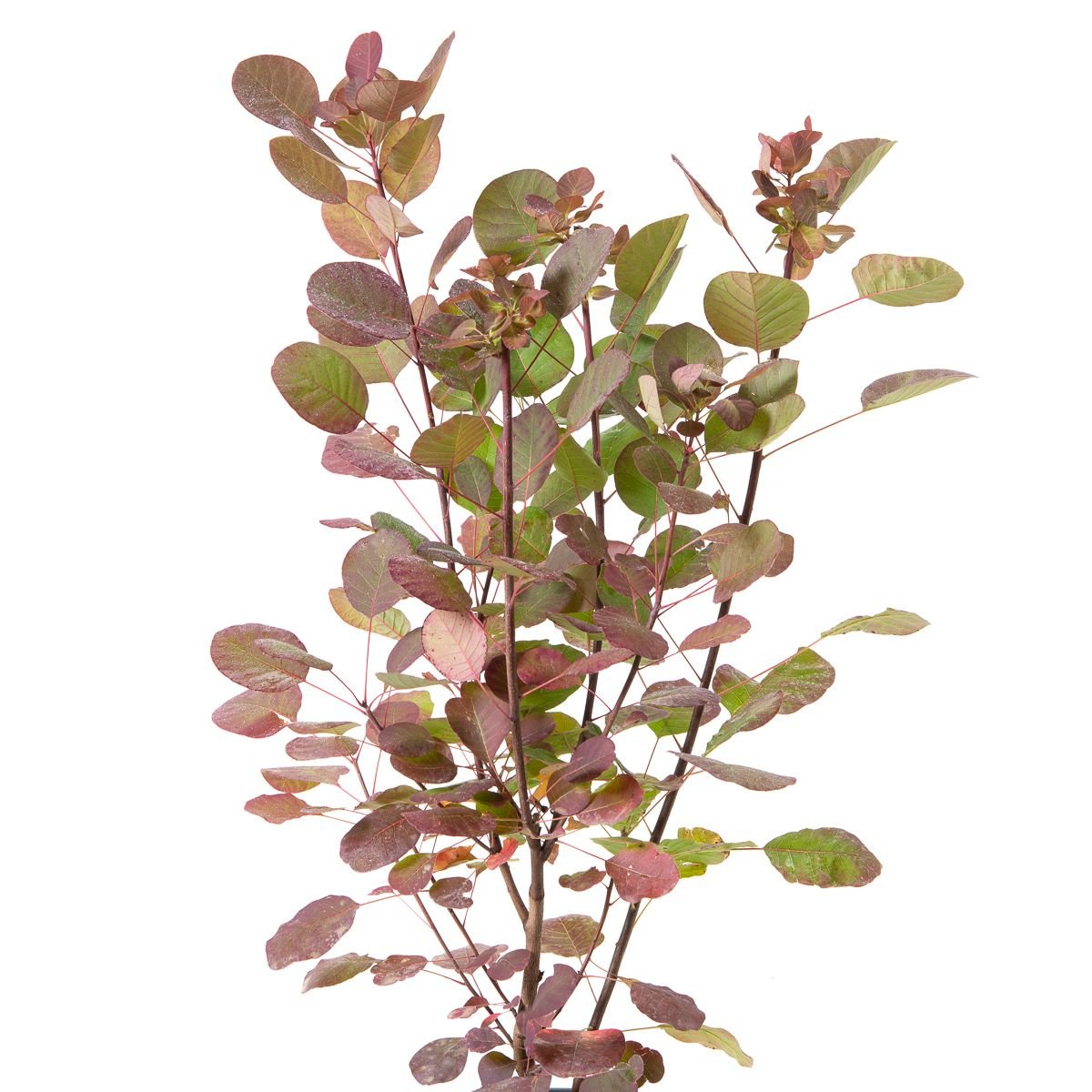 Perückenstrauch Flamissimo - Cotinus coggygria Flamissimo günstig kaufen