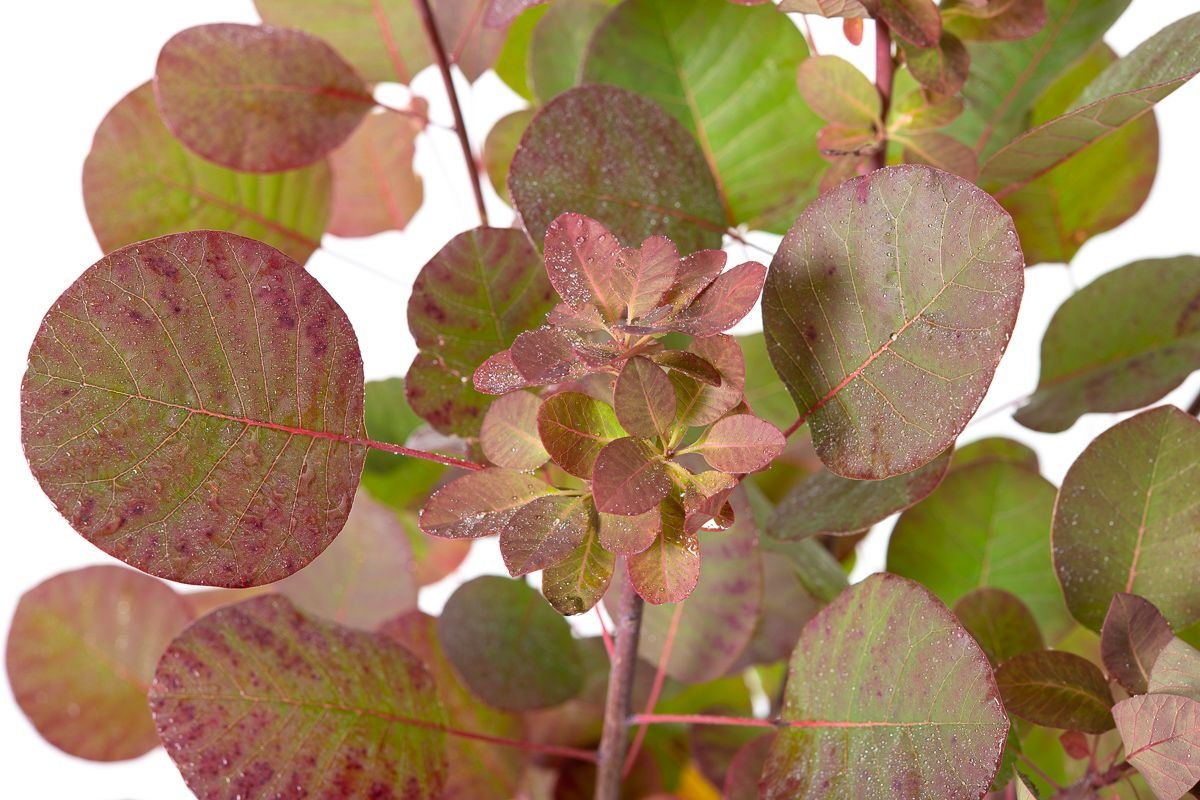 Perückenstrauch Flamissimo - Cotinus coggygria Flamissimo günstig kaufen