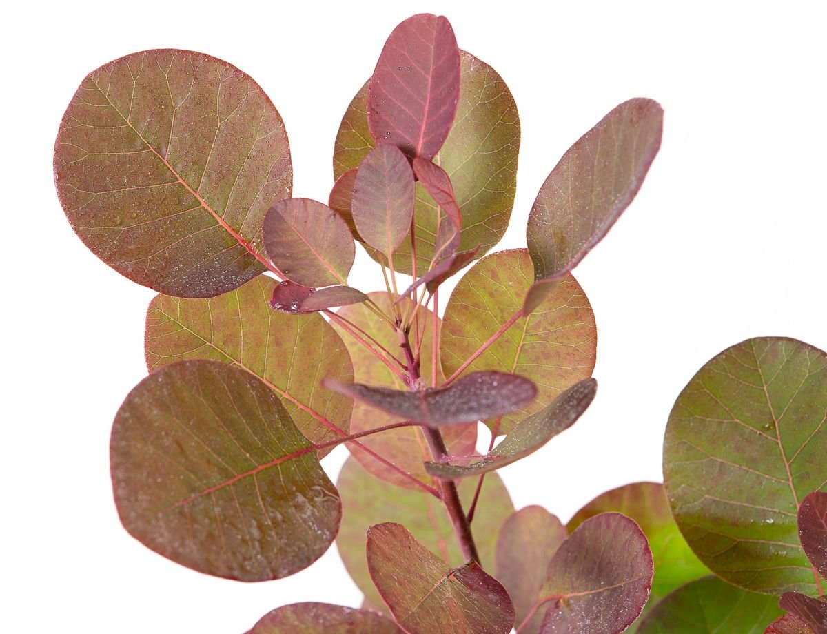 Perückenstrauch Flamissimo - Cotinus coggygria Flamissimo günstig kaufen