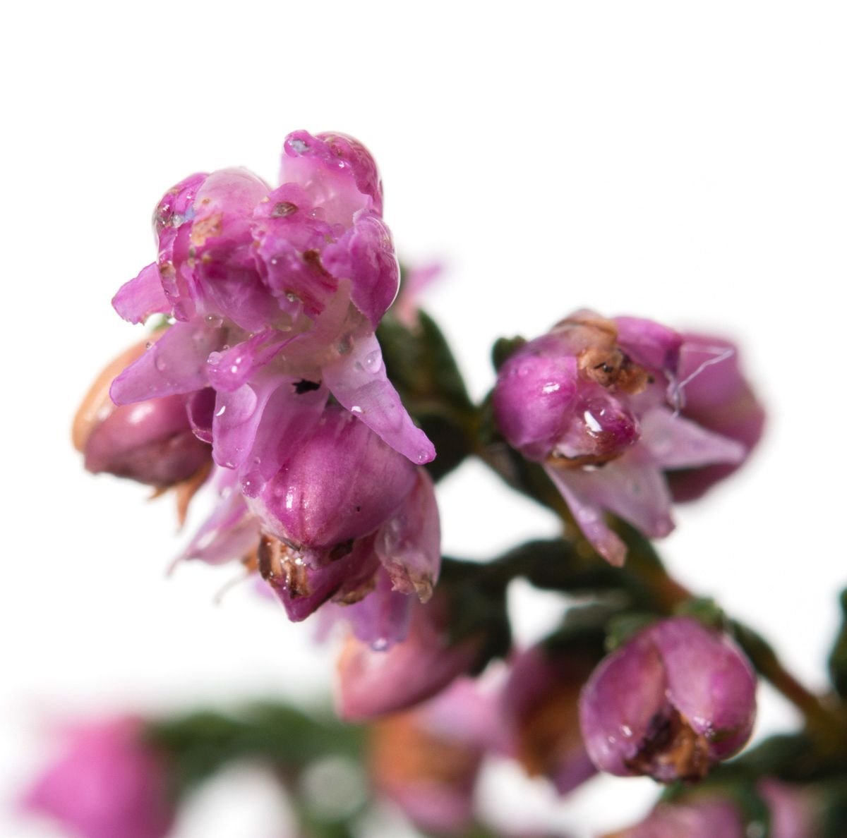 Sommerheide Tib purpurviolett - Calluna Vulgaris Tib purpurviolett ...