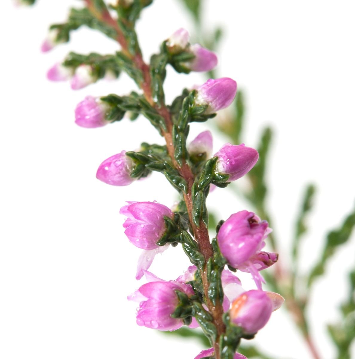 Sommerheide Tib purpurviolett - Calluna Vulgaris Tib purpurviolett ...