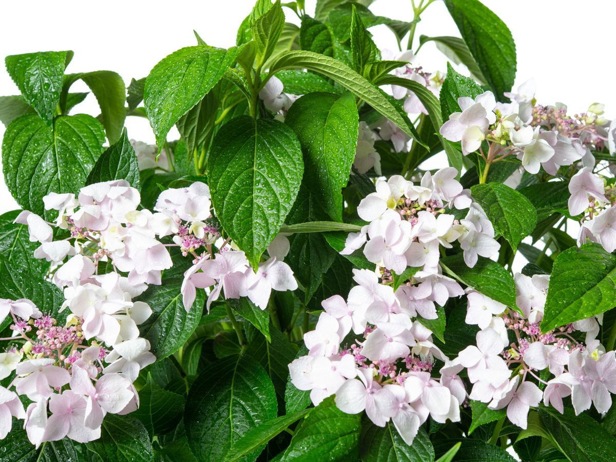 Hortensie Cloudi® - Hydrangea macrophylla x serrata Cloudi® günstig kaufen