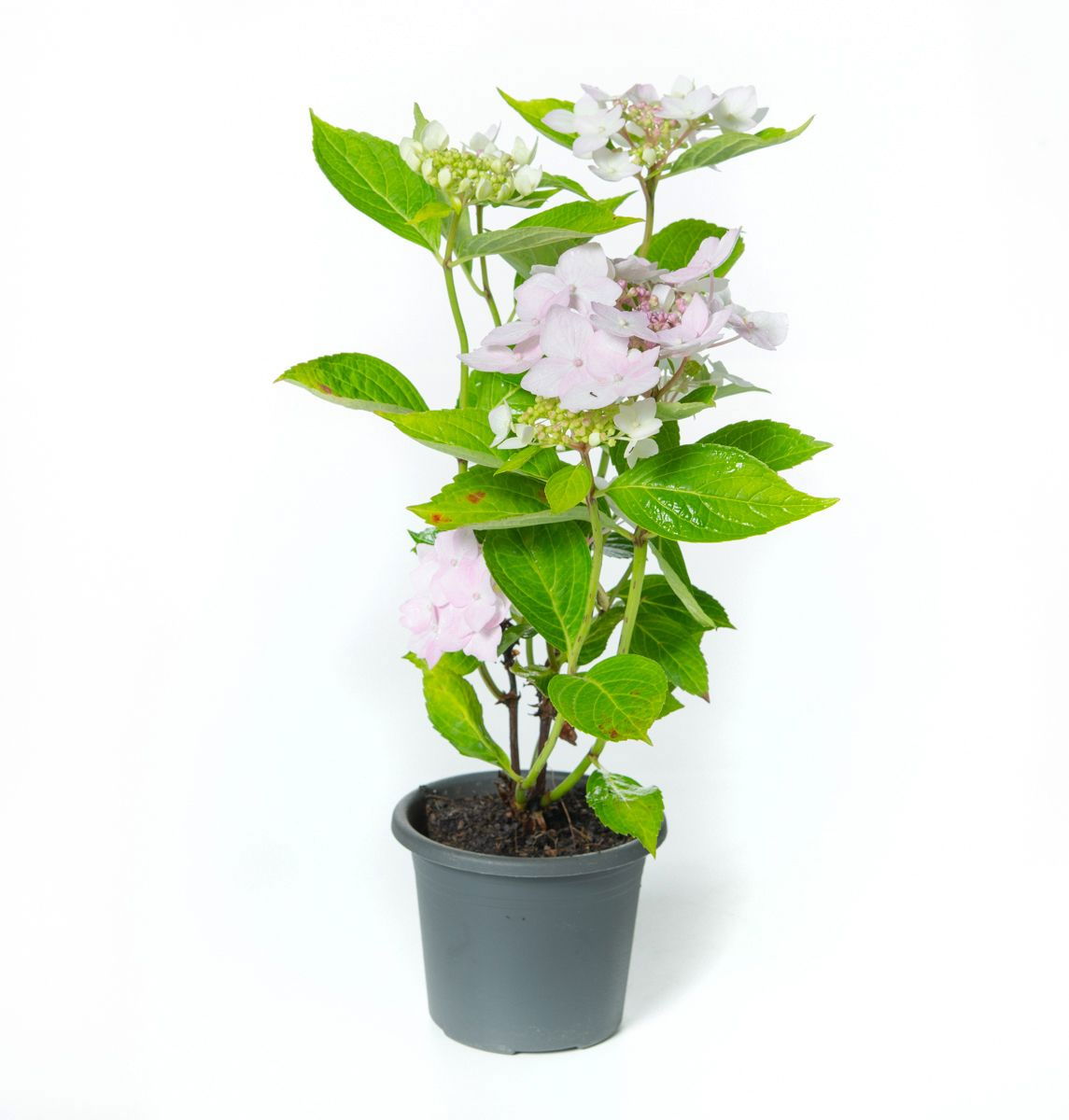 Hortensie Cloudi® - Hydrangea macrophylla x serrata Cloudi® günstig kaufen