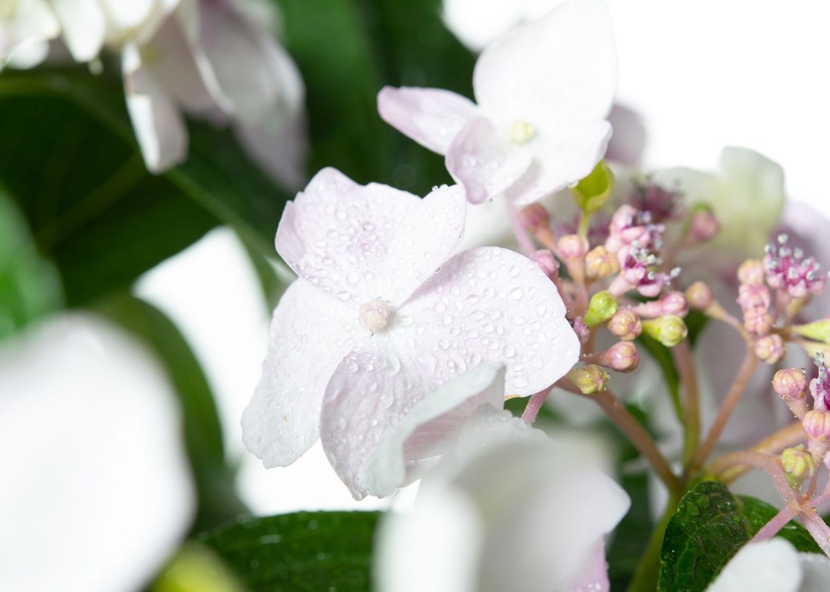 Hortensie Cloudi® - Hydrangea macrophylla x serrata Cloudi® günstig kaufen