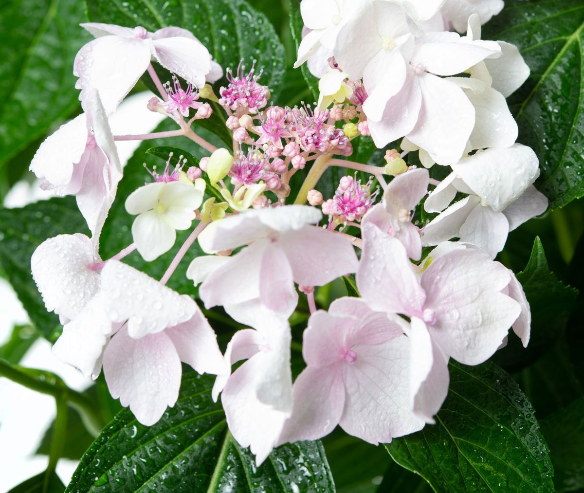 Gartenhortensie Cloudi® - Hydrangea macrophylla x serrata Cloudi® (ILVOCLU) günstig kaufen
