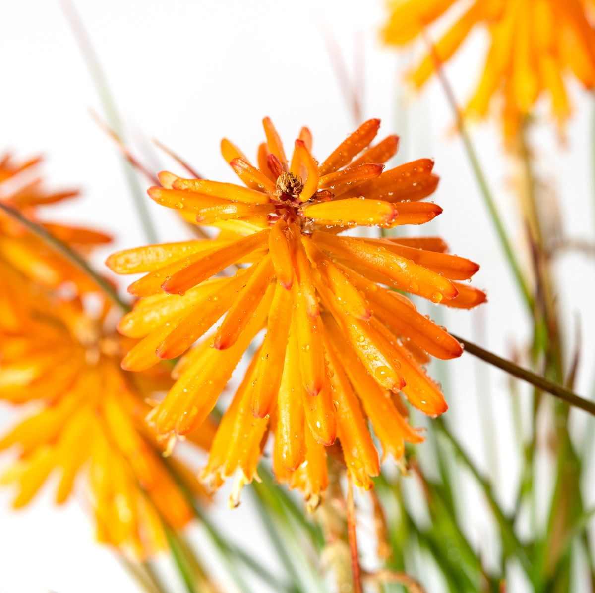 Fackellilie - Kniphofia praecox günstig kaufen