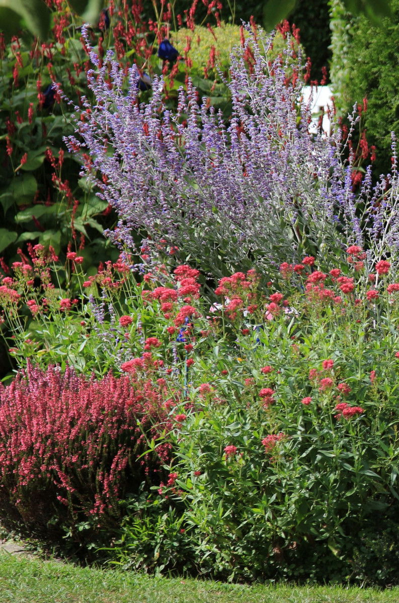 Blauraute Silver Scepter - Perovskia atriplicifolia Silver Scepter ...