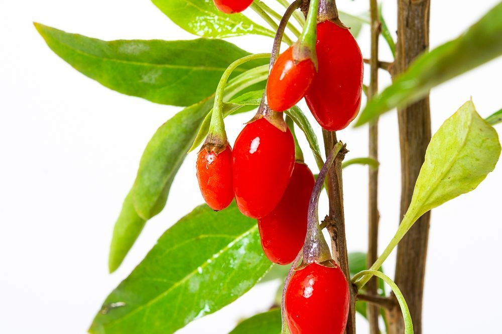 Goji-Beere Sweet Lifeberry ® - Lycium barbarum Sweet Lifeberry ...