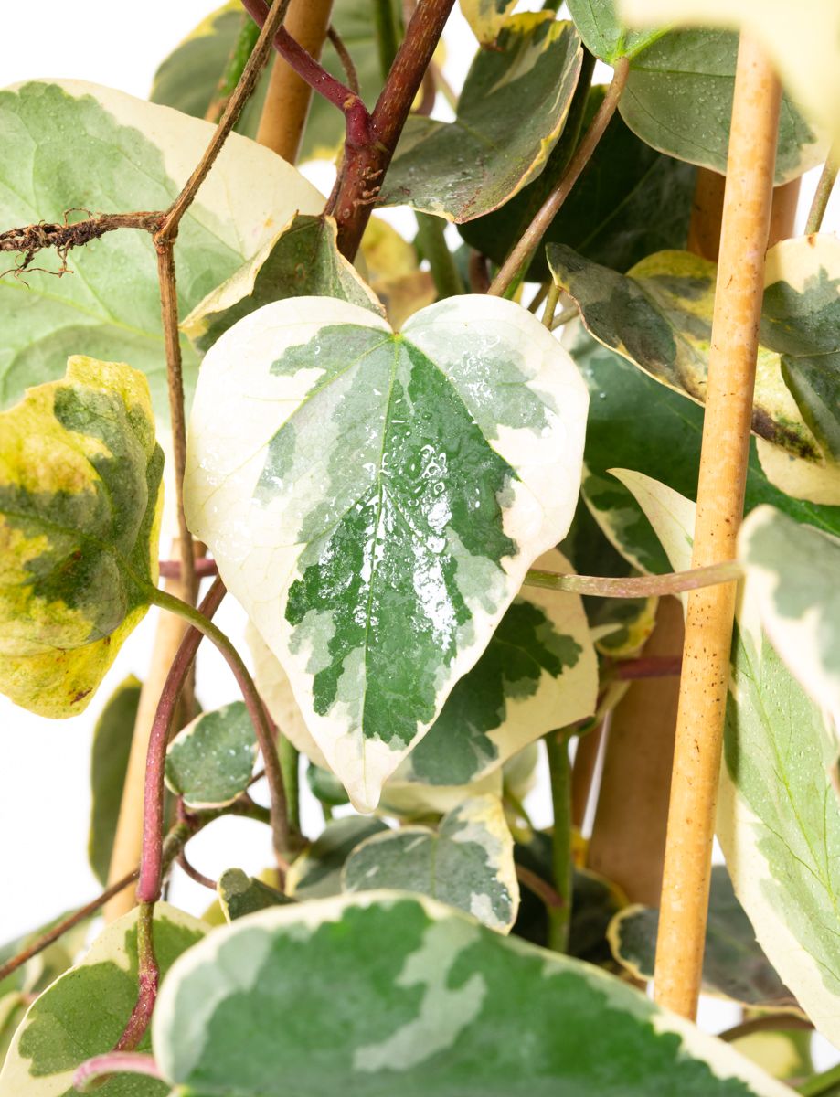 Gold-grüner Efeu - Hedera Helix Goldheart günstig kaufen