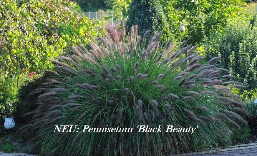 Zwerg Lampenputzergras Little Bunny - Pennisetum alopecuroides Little ...
