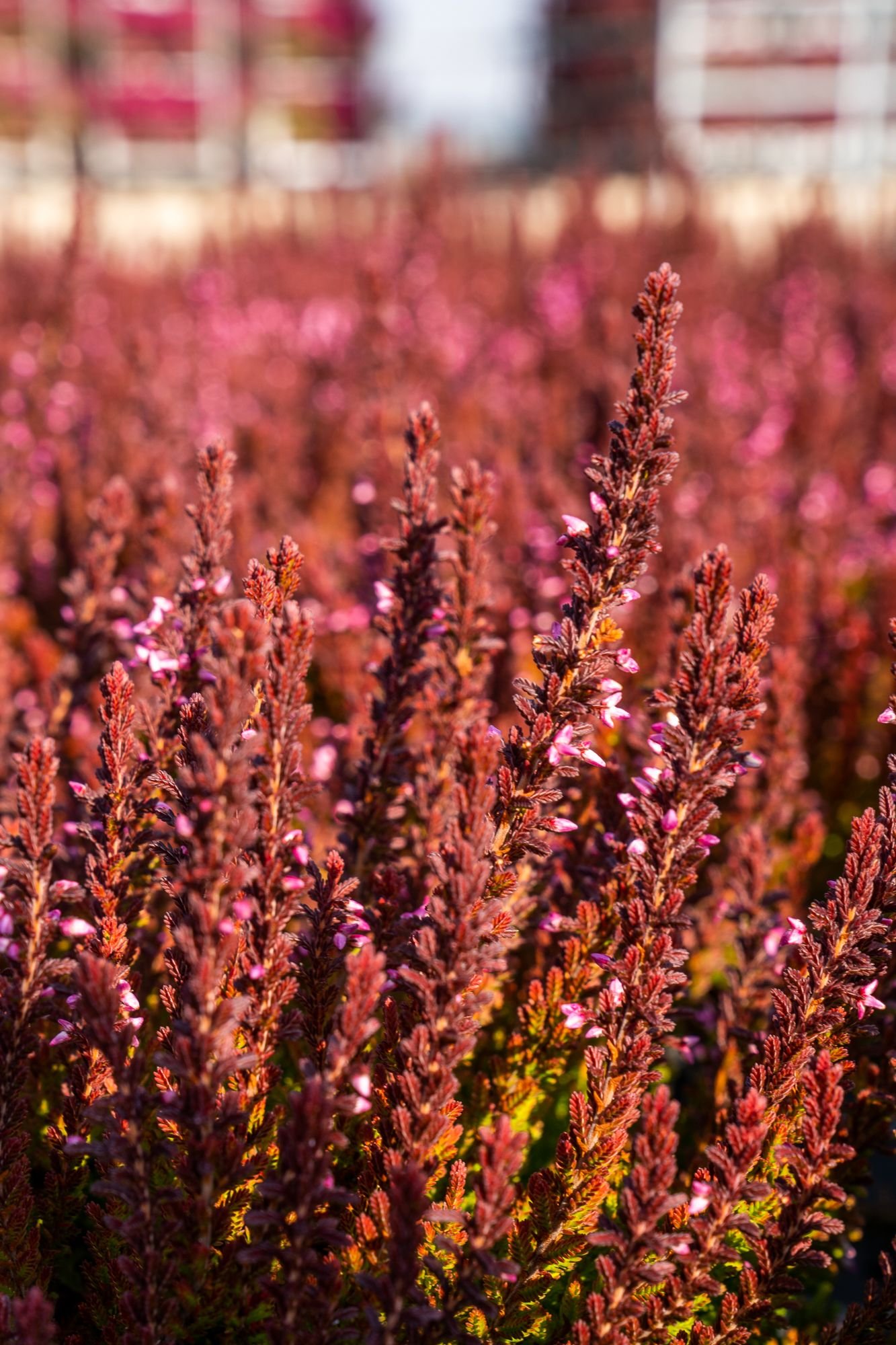 Knospenheide Sunset Girls ® Zorina - Calluna vulgaris Zorina günstig kaufen