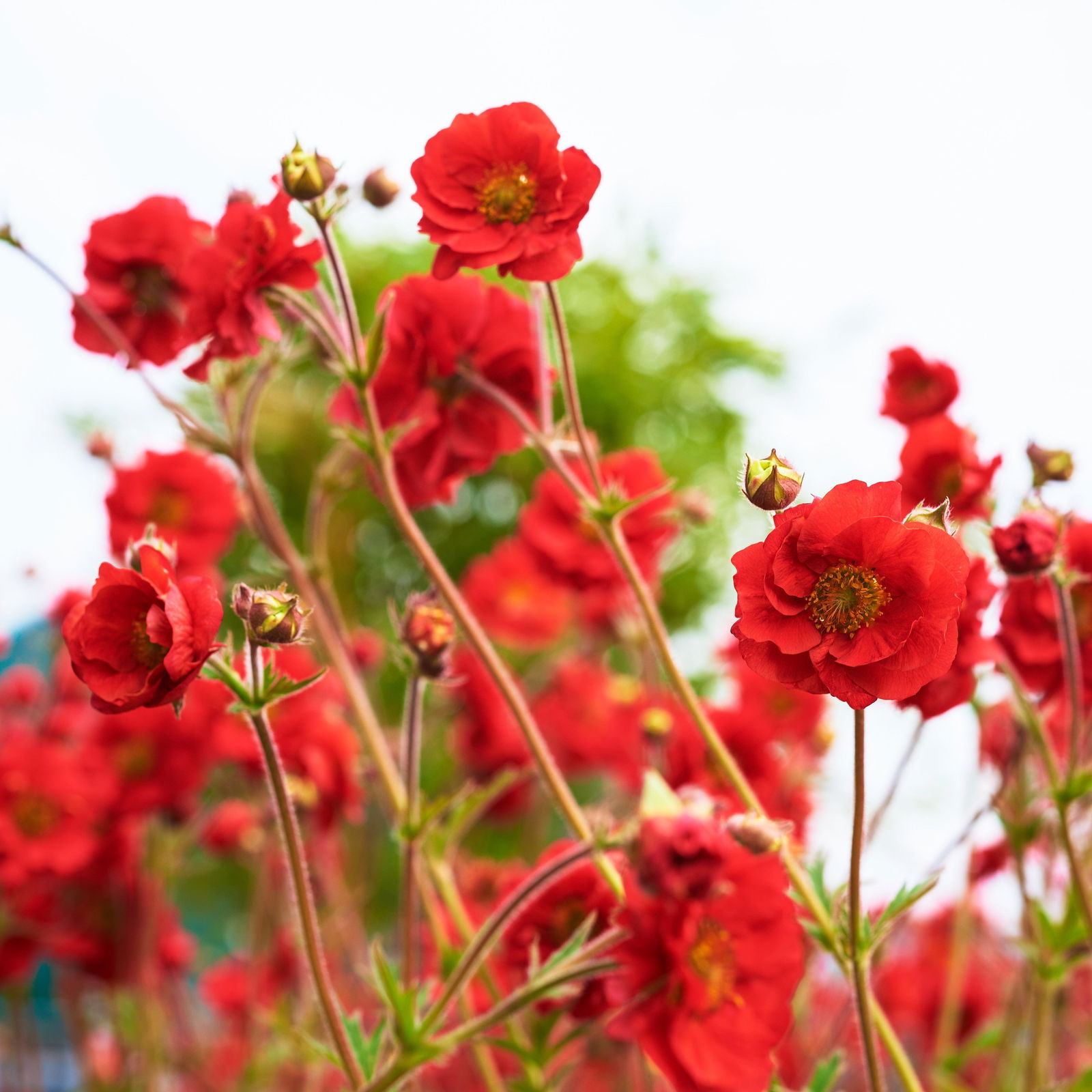 Nelkenwurz Fiery Tempest - Geum chiloense Fiery Tempest günstig kaufen