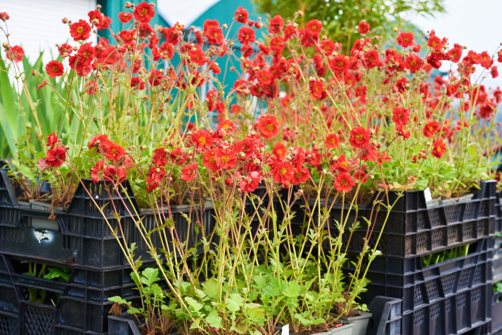 Nelkenwurz Fiery Tempest - Geum chiloense Fiery Tempest günstig kaufen