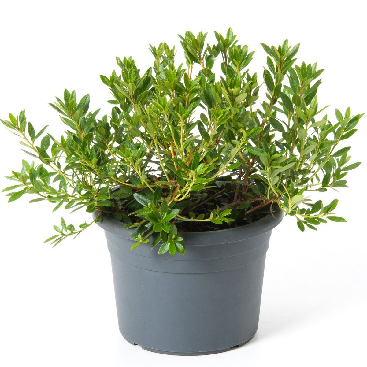 Rhododendron Bloombux ® (Magenta) - Rhododendron micranthum Bloombux ...