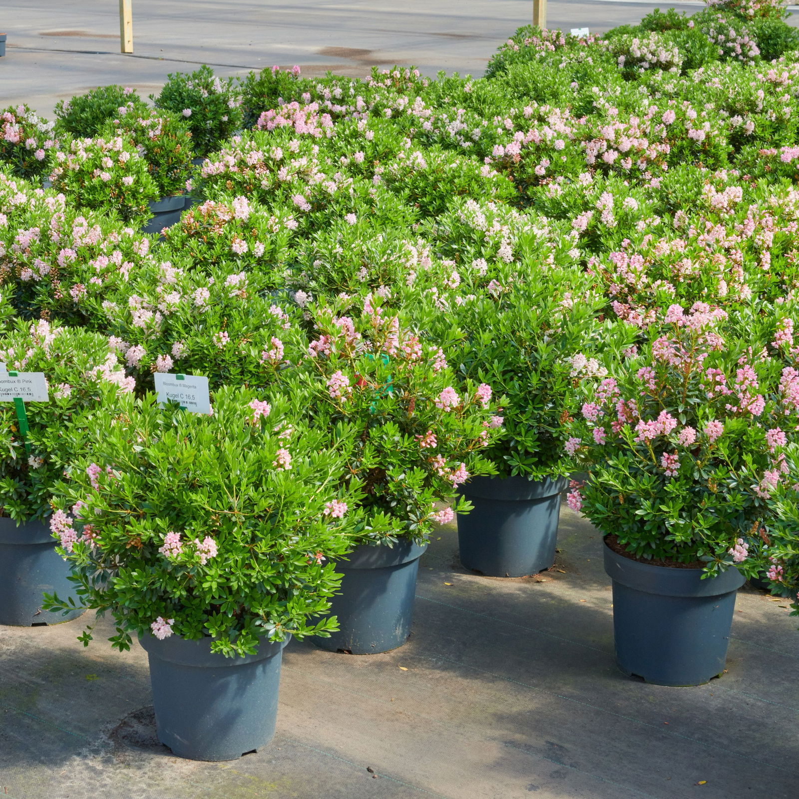 Rhododendron Bloombux® Magenta - Rhododendron micranthum Bloombux ...