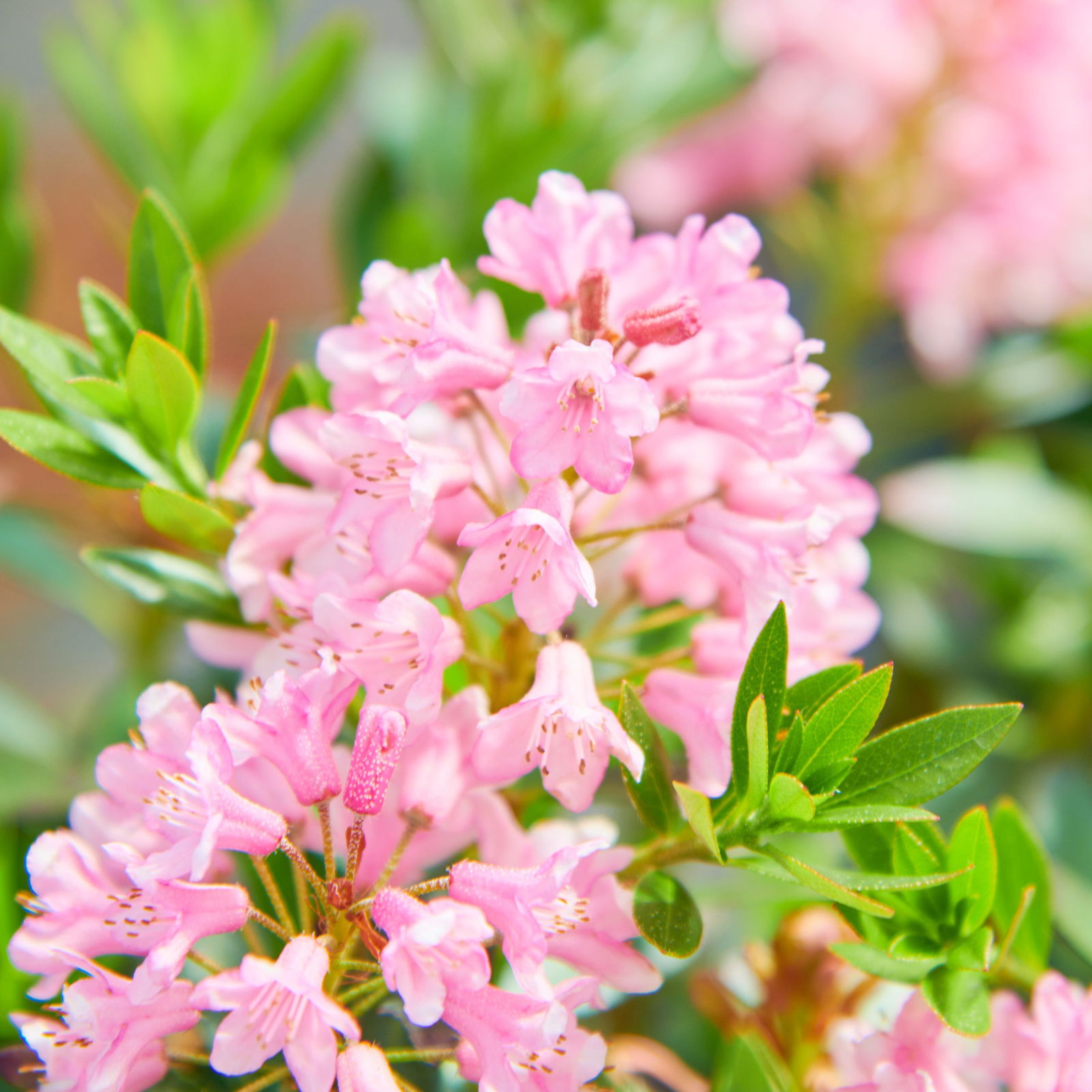 Rhododendron Bloombux® Magenta - Rhododendron micranthum Bloombux ...