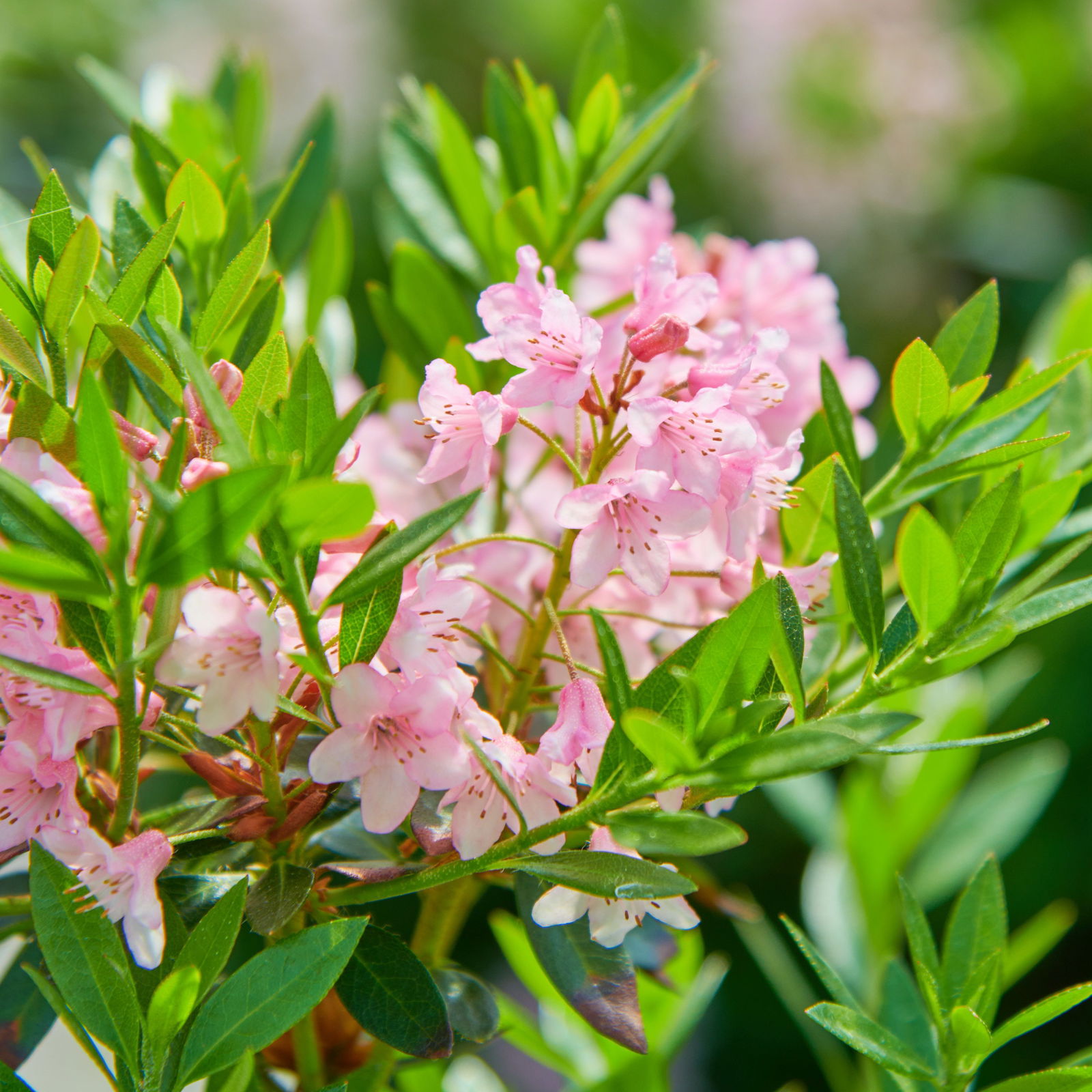 Rhododendron Bloombux® Magenta - Rhododendron micranthum Bloombux ...