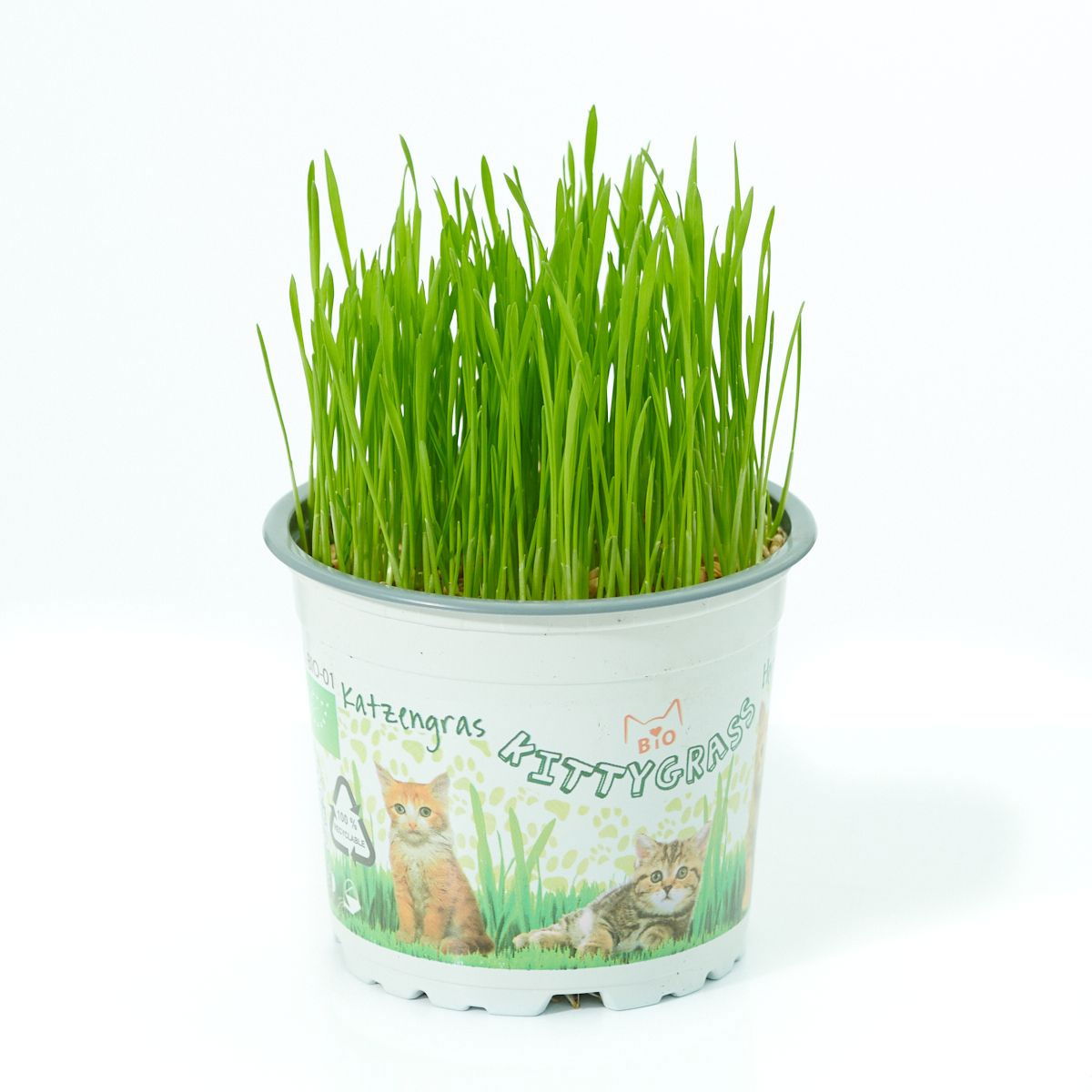 Katzengras - Cyperus zumula günstig kaufen
