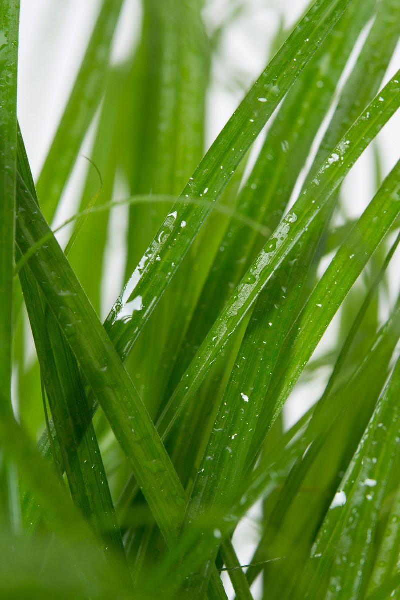 Katzengras - Cyperus zumula günstig kaufen