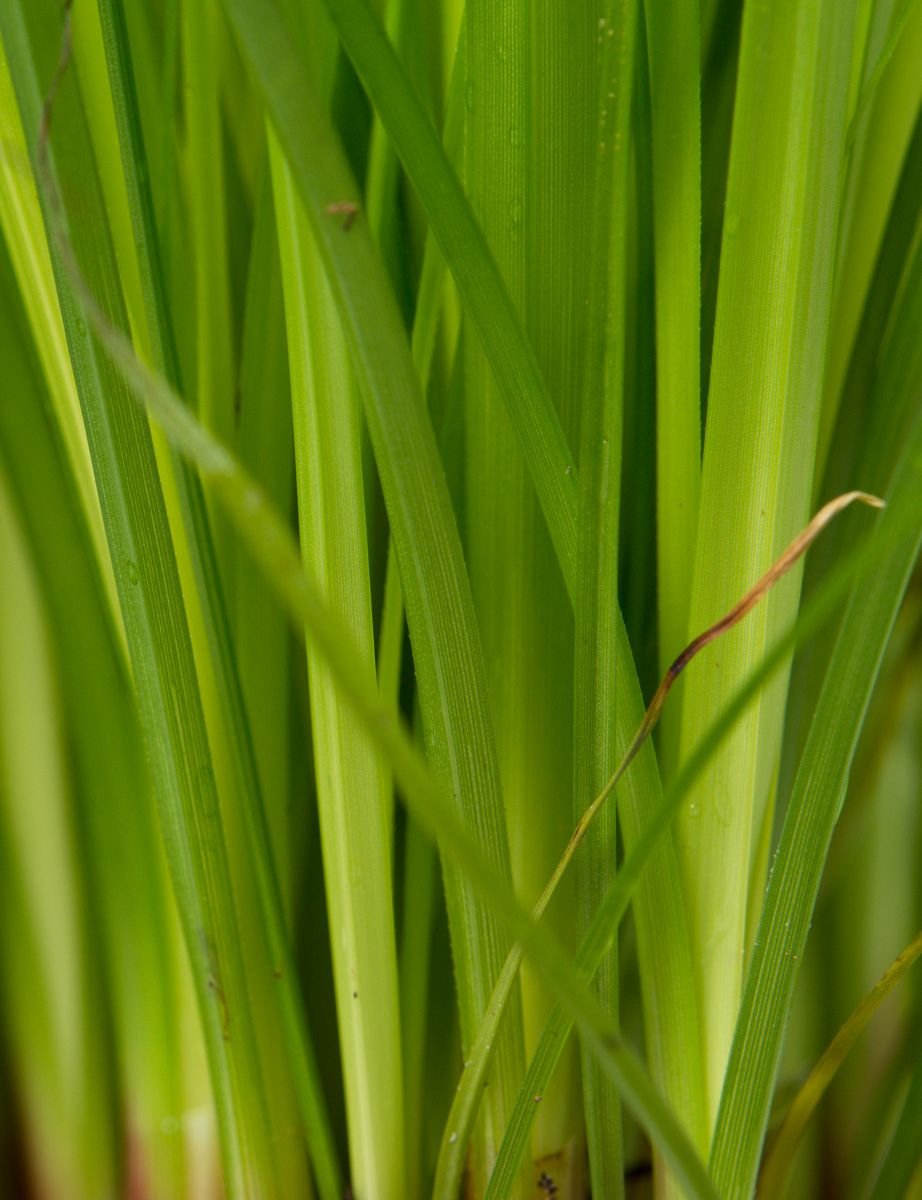 Katzengras - Cyperus zumula günstig kaufen