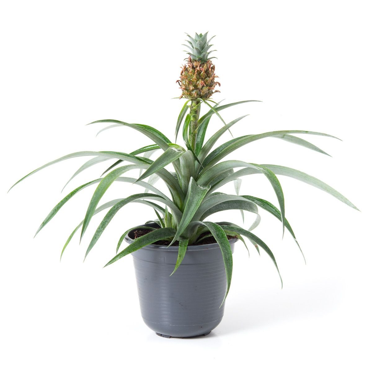 Zierananas Lasst Ananas Hangen