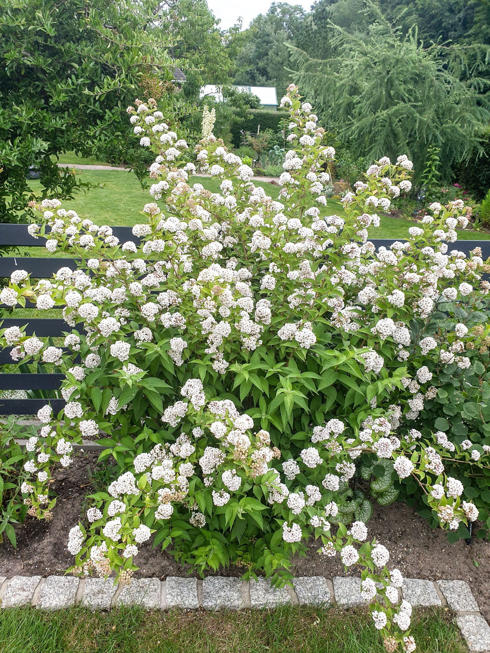 Kompakte Deutzie Lavender Time - Deutzia compacta Lavender Time günstig ...