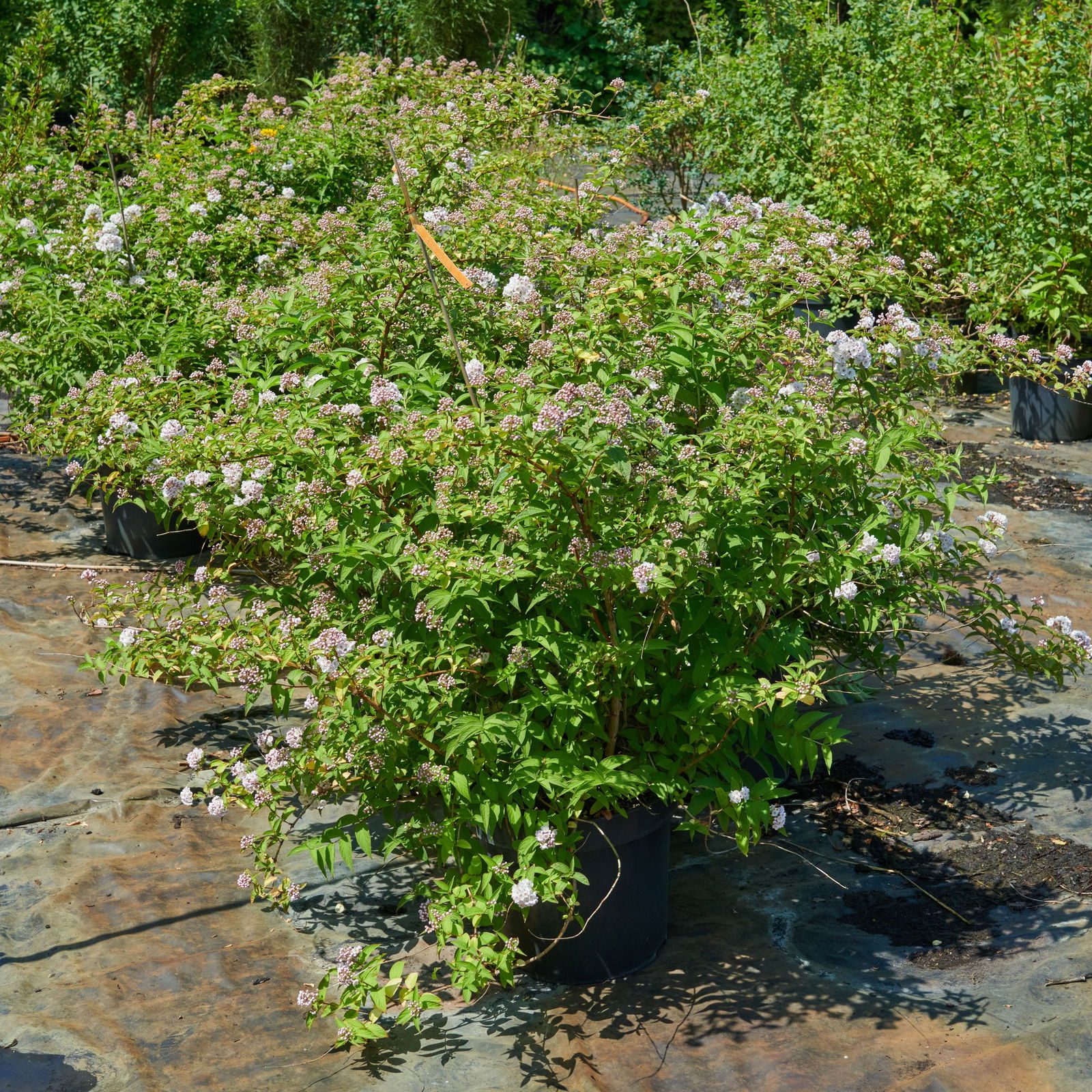 Kompakte Deutzie Lavender Time - Deutzia compacta Lavender Time günstig ...