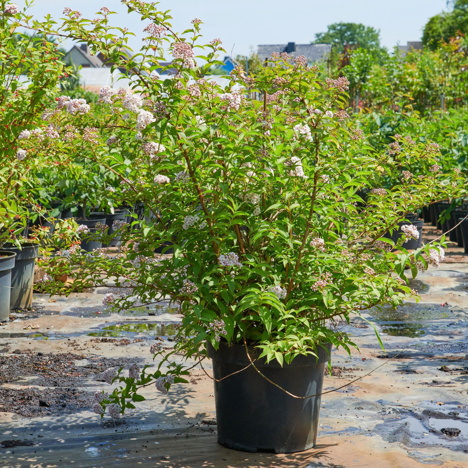Kompakte Deutzie Lavender Time - Deutzia compacta Lavender Time günstig ...