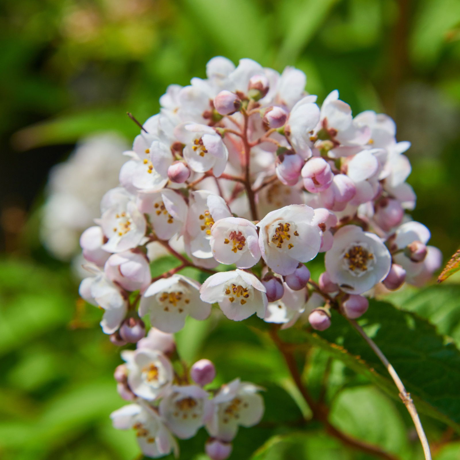 Kompakte Deutzie Lavender Time - Deutzia compacta Lavender Time günstig ...