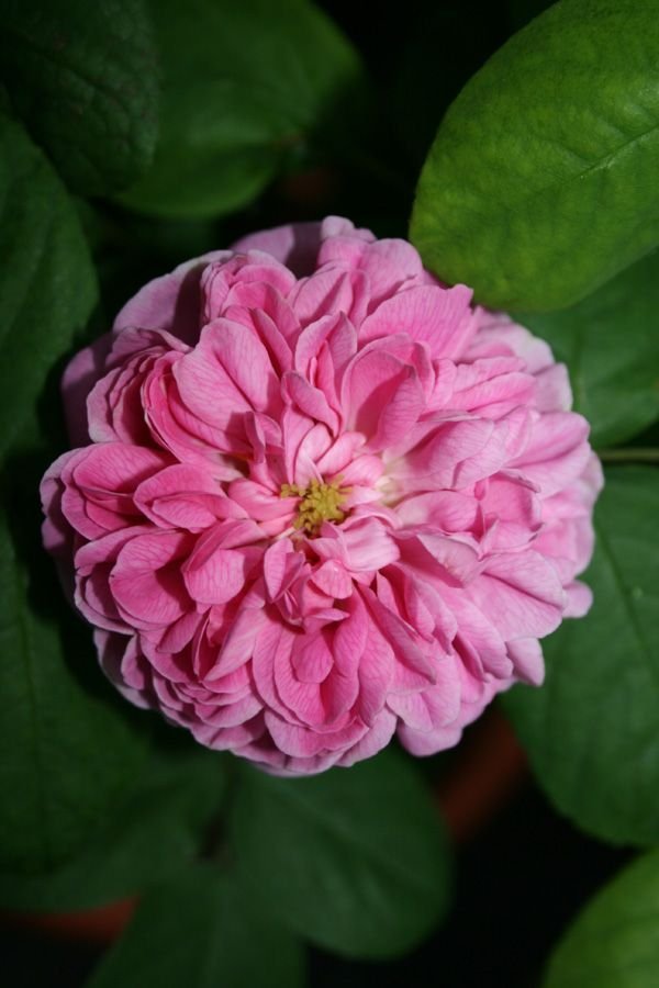 Rose Rose de Alhambra - Rosa Rose de Alhambra günstig kaufen