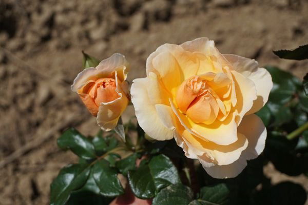 Rose Mystic - Rosa Mystic günstig kaufen
