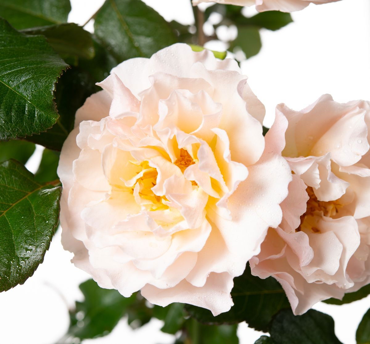 Rose Mystic - Rosa Mystic günstig kaufen