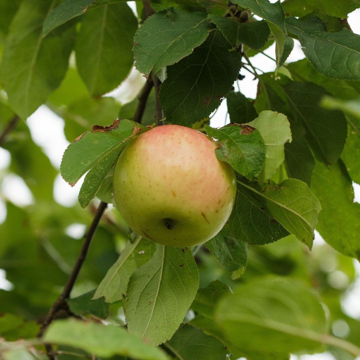 Apfel Borsdorfer Renette - Malus Borsdorfer Renette günstig kaufen