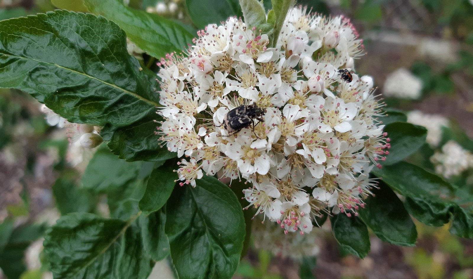 Frucht Eberesche Burka - Sorbus aucuparia Burka günstig kaufen
