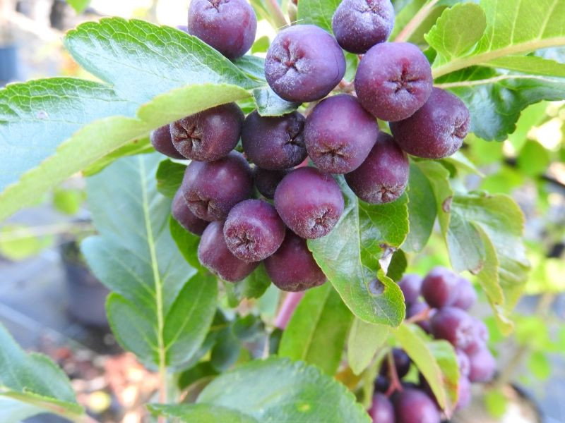 Frucht Eberesche Burka - Sorbus aucuparia Burka günstig kaufen