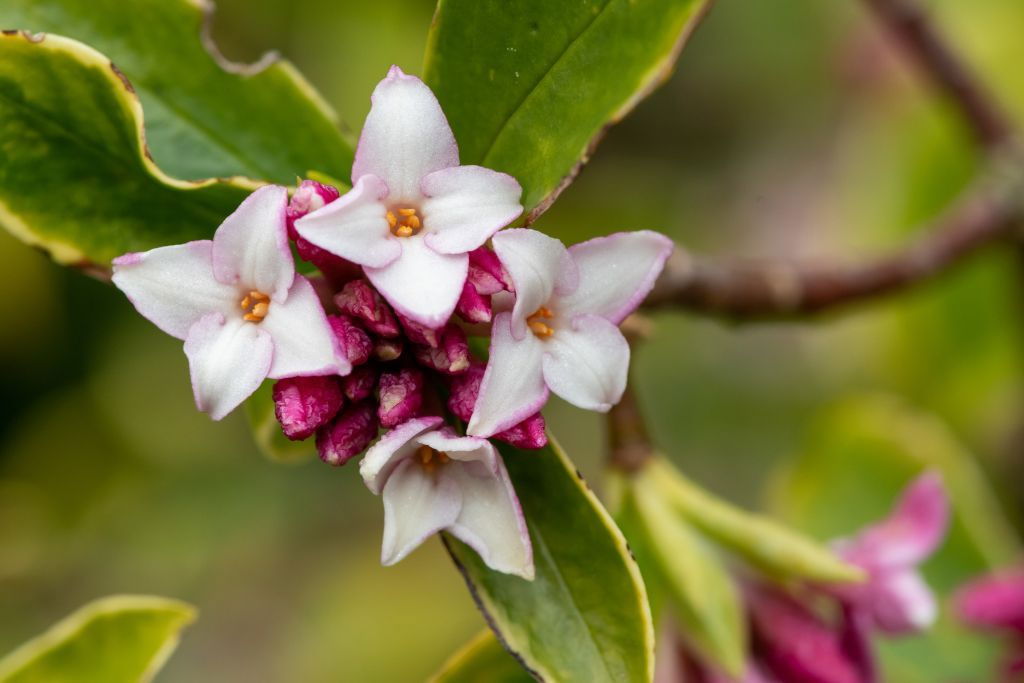 Seidelbast Spring Beauty - Daphne Spring Beauty günstig kaufen