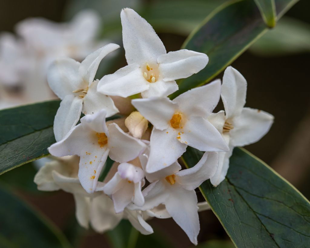 Seidelbast Spring Herald - Daphne Spring Herald günstig kaufen