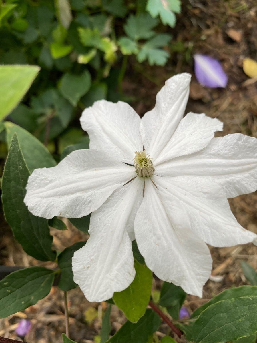 Waldrebe White Arabella - Clematis White Arabella günstig kaufen