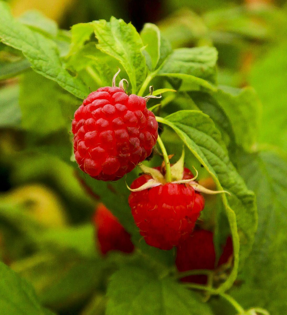 Himbeere Summer Lovers ® Patio Red - Rubus idaeus Summer Lovers ® Patio ...