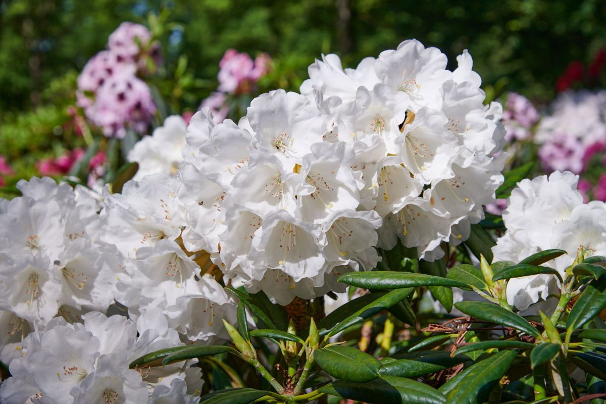 Rhododendron Oberschlesien - Rhododendron yakushimanum Oberschlesien ...