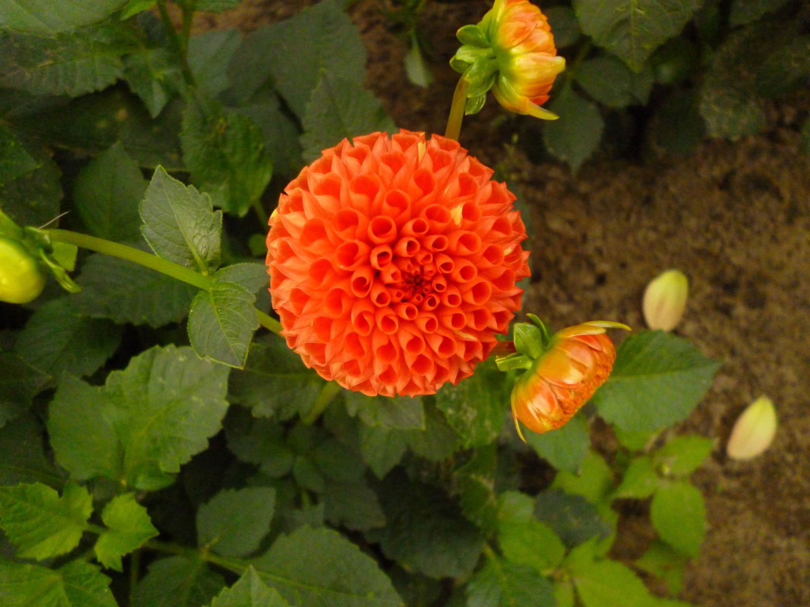 Dahlie Bantling - Dahlia Bantling günstig kaufen