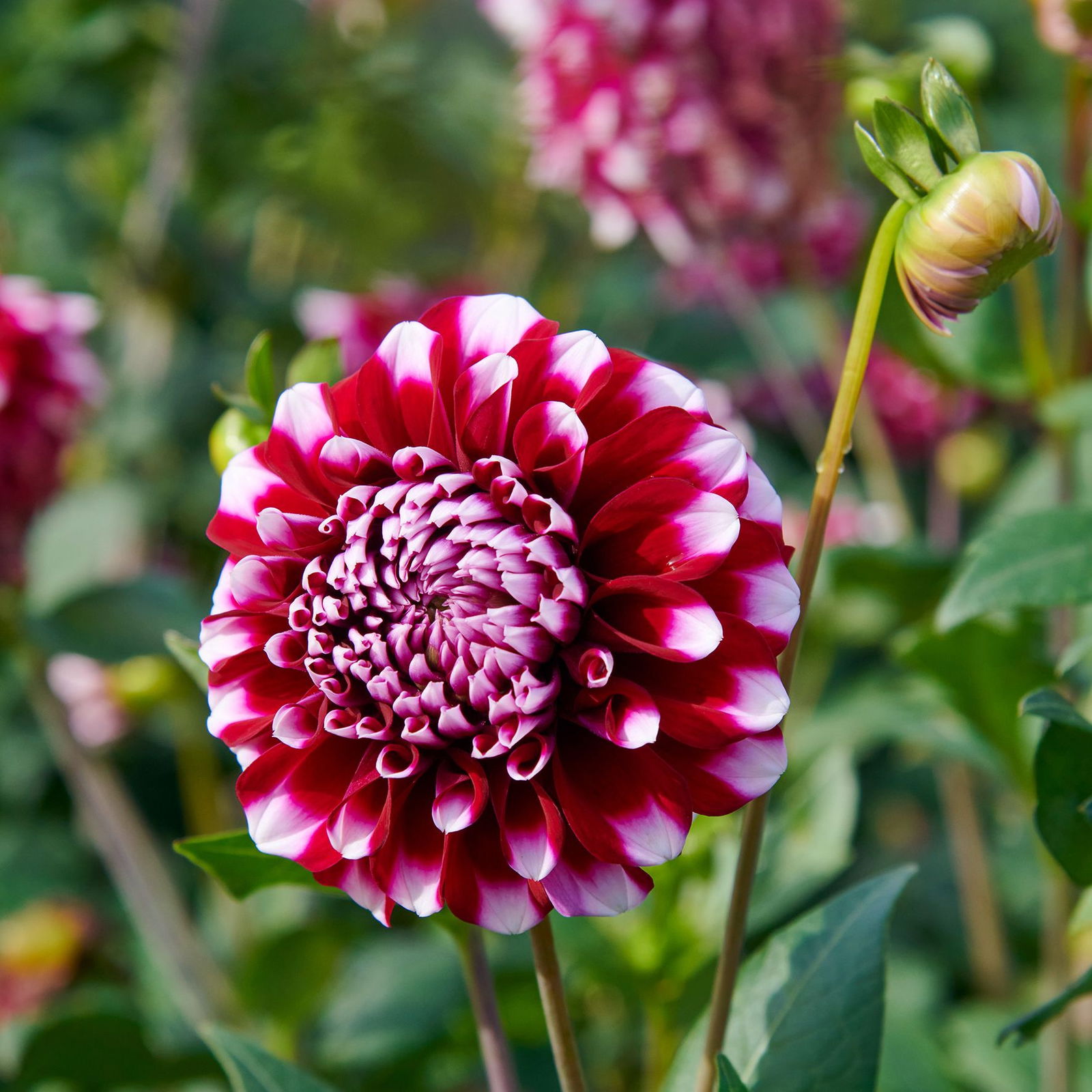 Dahlie Checkers - Dahlia Checkers günstig kaufen