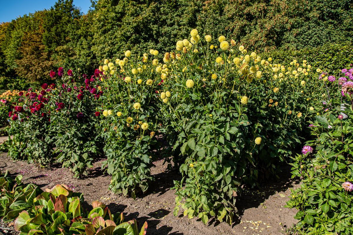 Dahlie Deepest Yellow - Dahlia Deepest Yellow günstig kaufen