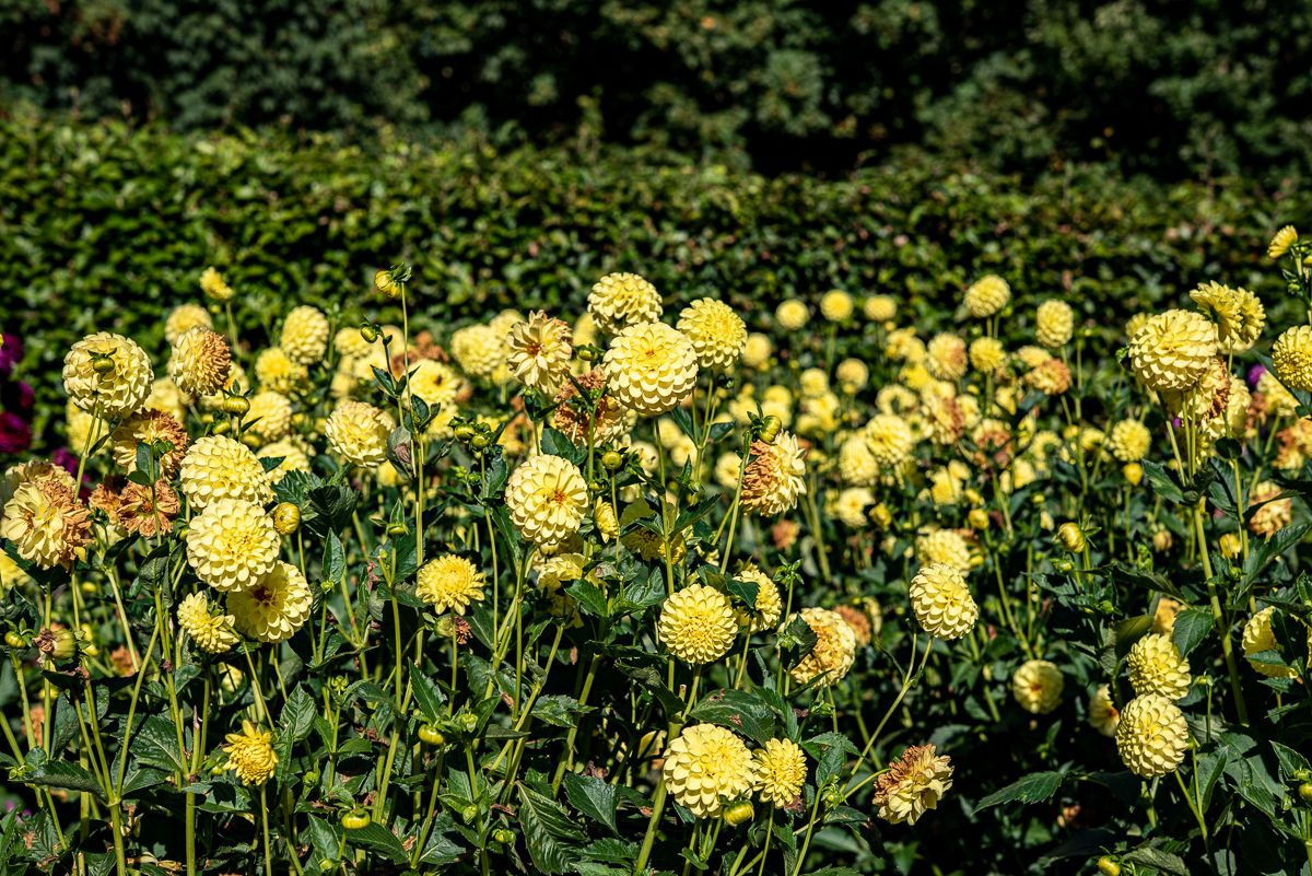 Dahlie Deepest Yellow - Dahlia Deepest Yellow günstig kaufen