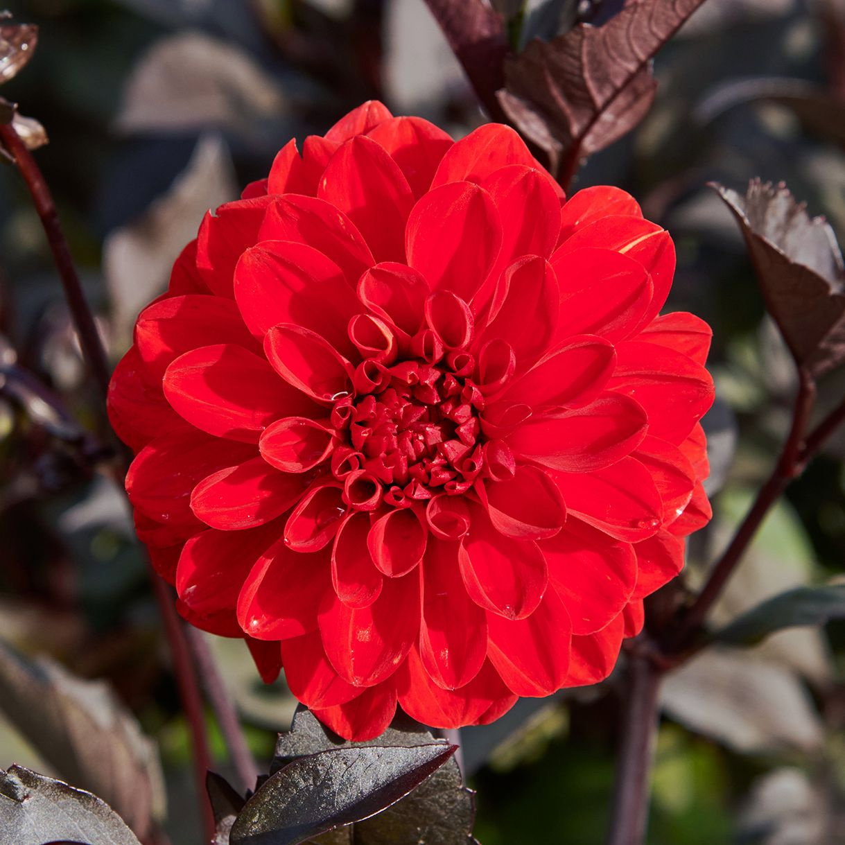 Dahlie Red Cap - Dahlia Red Cap günstig kaufen