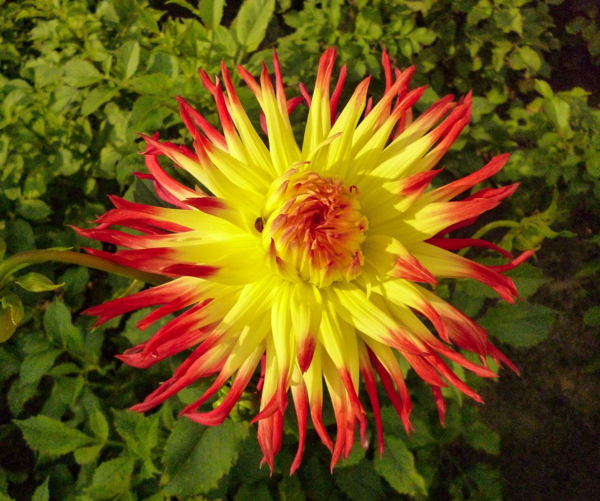 Dahlie Isadora - Dahlia Isadora günstig kaufen