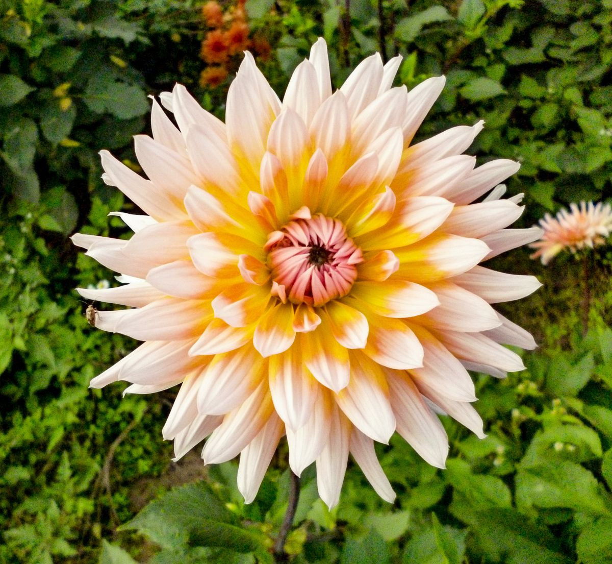 Dahlie Okapi Sunrise - Dahlia Okapis Sunrise günstig kaufen