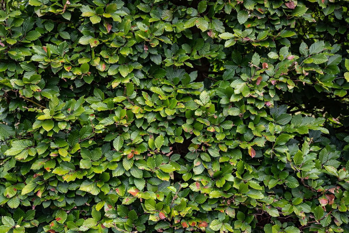 Rotbuche Formgehölz Pyramide - Fagus sylvatica Pyramide günstig kaufen
