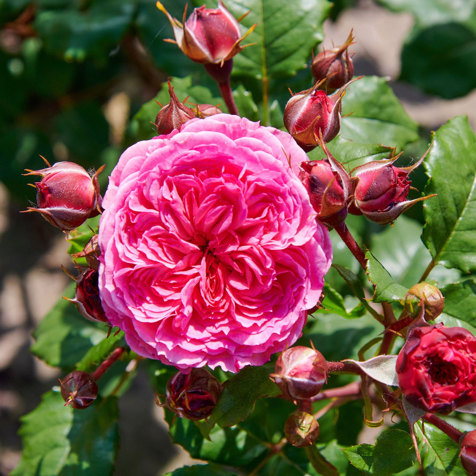 Rose Theo Clevers - Rosa Theo Clevers günstig kaufen