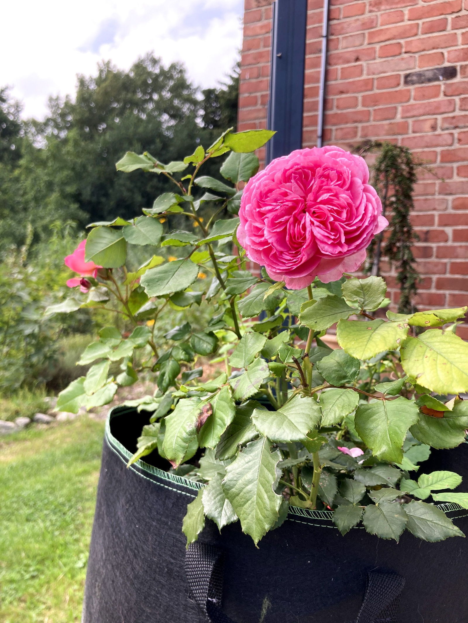 Rose Theo Clevers - Rosa Theo Clevers günstig kaufen